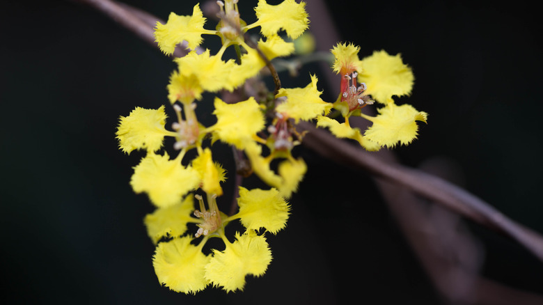 9 yellow-flowering climbing plants that pollinators love