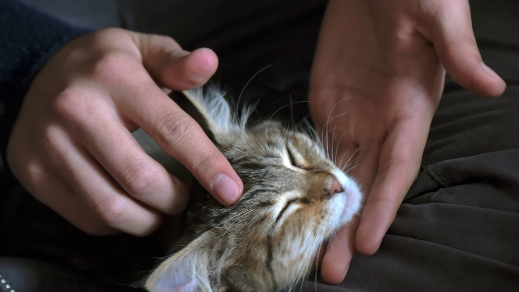 How cats perceive and respond to human communication