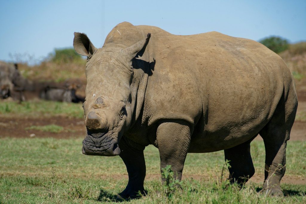 Think you can outrun a rhino? Think again