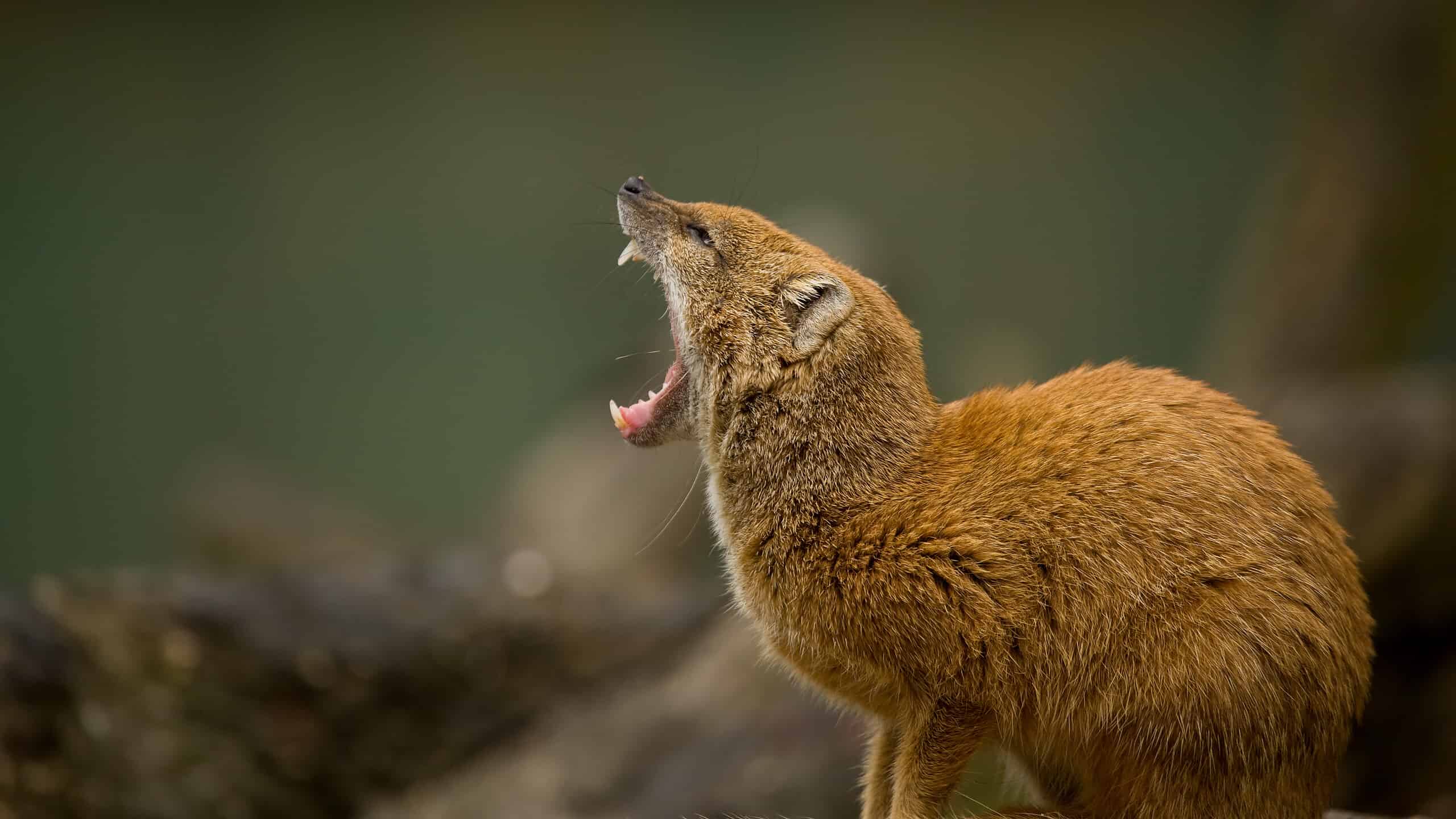 These animals aren’t afraid to hunt and eat snakes