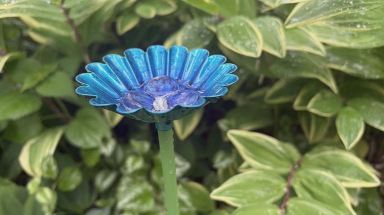 Plant daddy: Avoiding mosquitoes, blooming snake plants & more