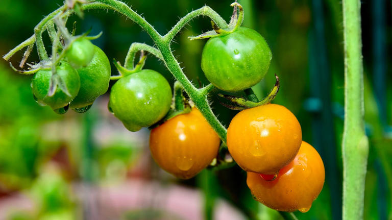 The tastiest tomato you can grow is also one of the easiest