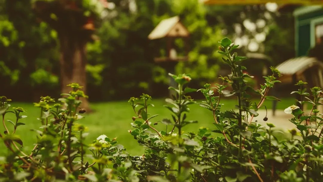 A landscaper confesses: 3 plants that give me anxiety - and 3 I would ...