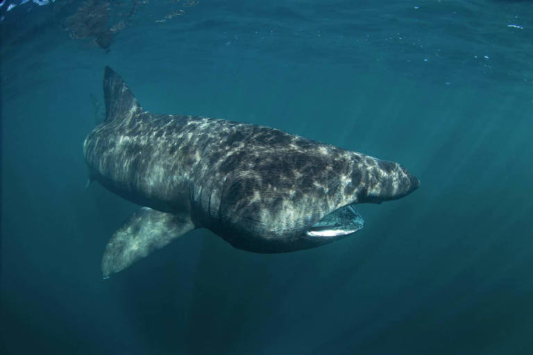 8,345 days of tracking upended what we knew about basking sharks