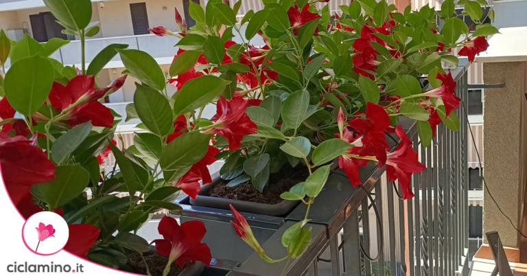 Come capire se le dipladenie nelle fioriere in balcone ricevono ...