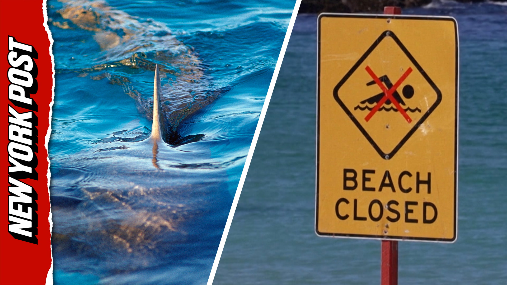 Witnesses describe horrific shark attack with 'massive pool of blood ...