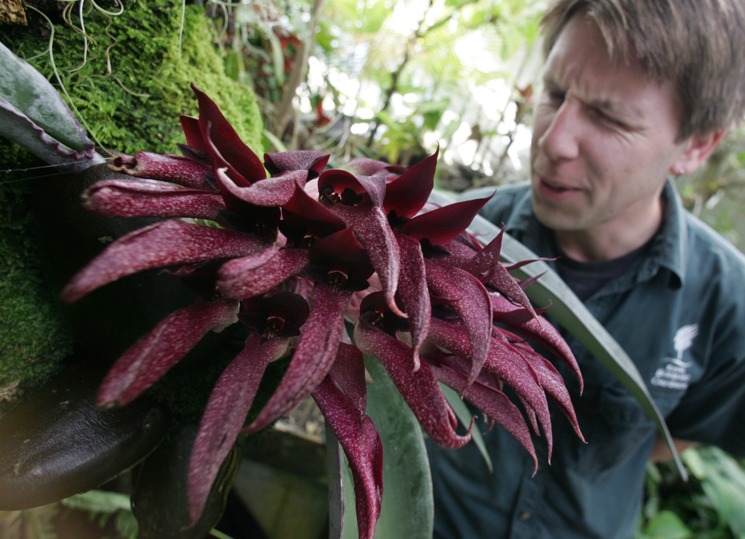 It looks like lots of pink tongues and smells like rotting flesh. 10 ...