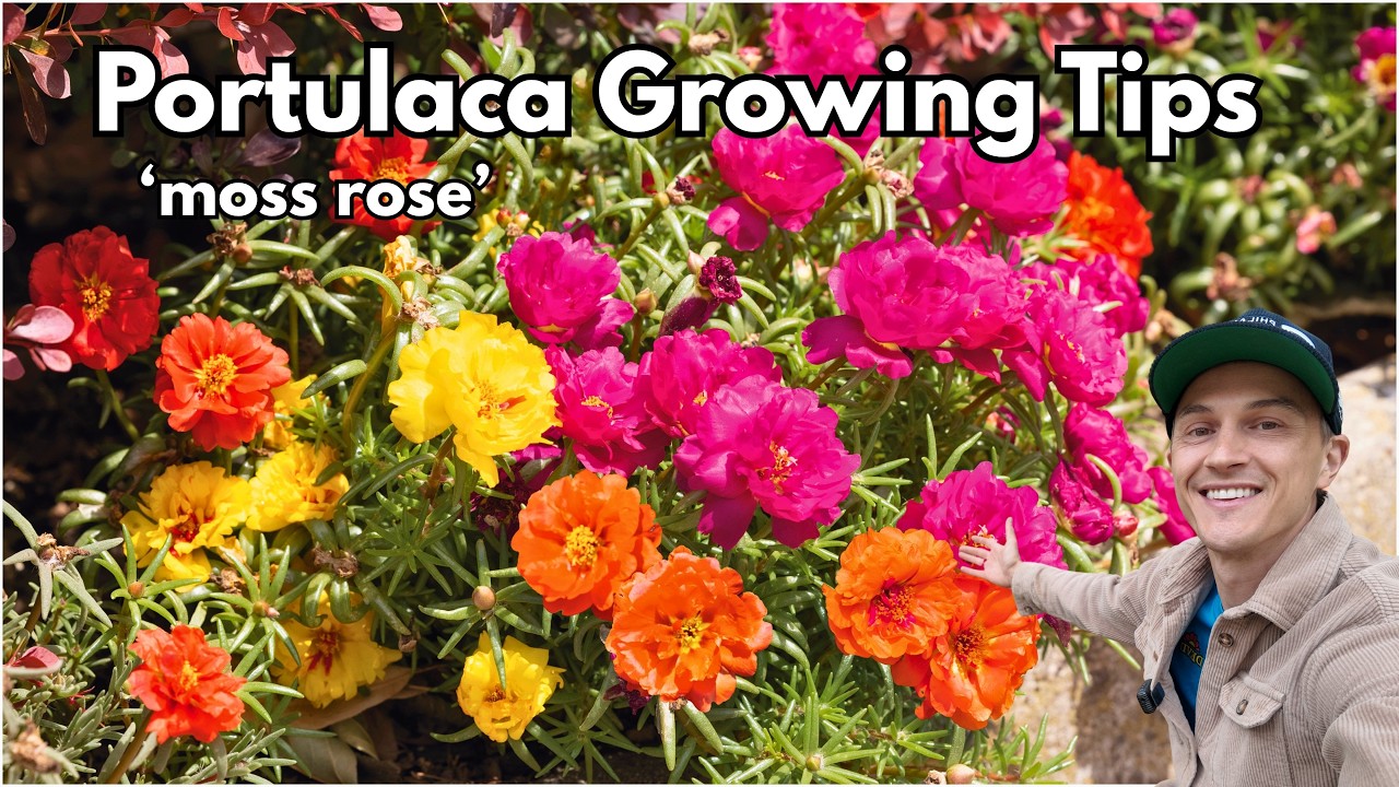 Portulaca moss rose: How to grow for lots of flowers
