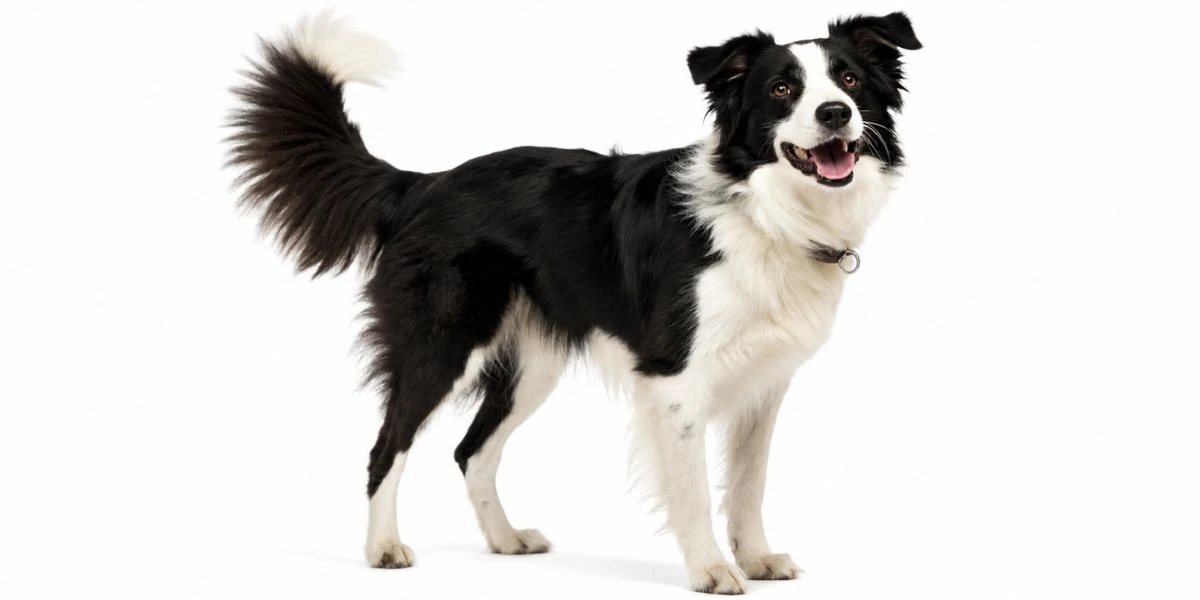 Influencer’s beloved border collie sold for €23 and eaten