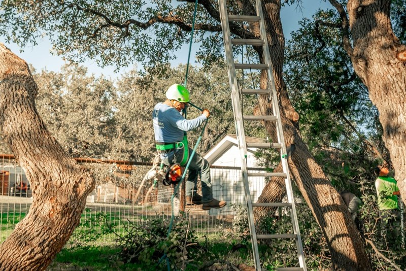 Neighbor cuts down homeowner's trees without permission, then sends him ...
