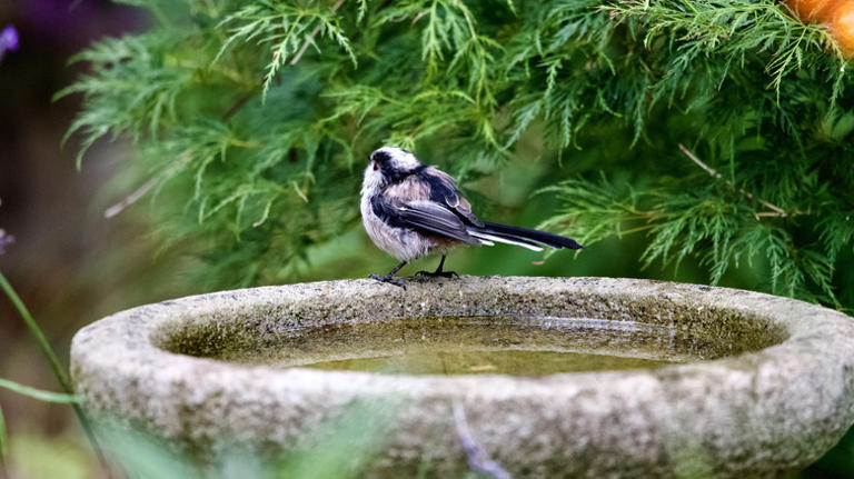 Say bye to traditional bird baths — Amazon has a space-saving solution ...
