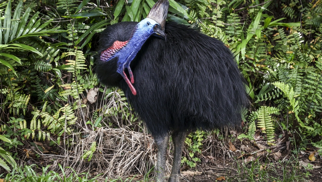 Cassowary facts, behavior, and conservation