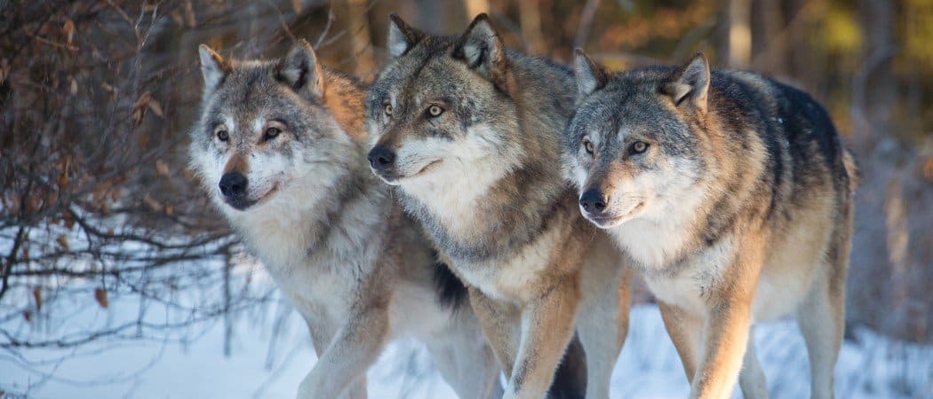 How do wolves compare to dogs?