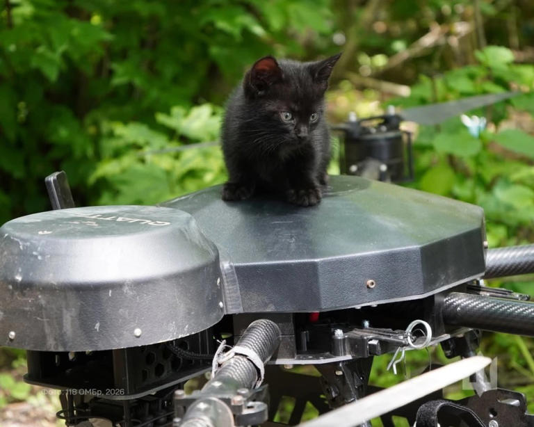 Operation Meow-Meow! Ukrainian ‘Vampire’ drone rescues cat family from ...