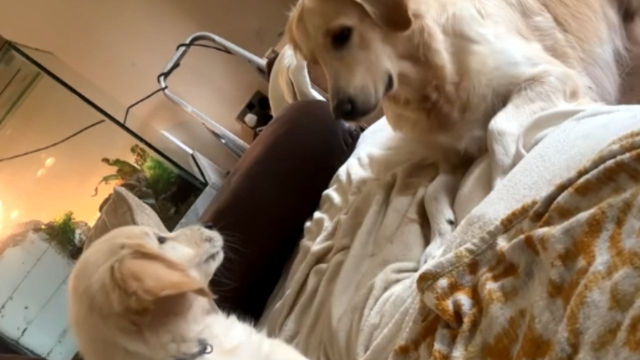 Heartwarming encounter between a mother dog and her energetic pup