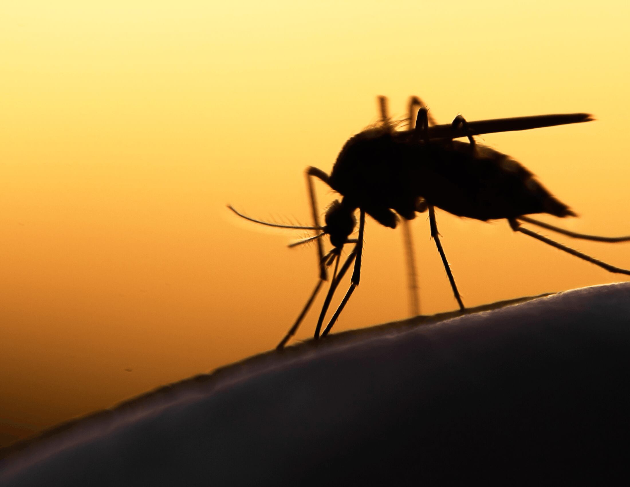 Mobile County Health Department begins aerial spraying for mosquitoes