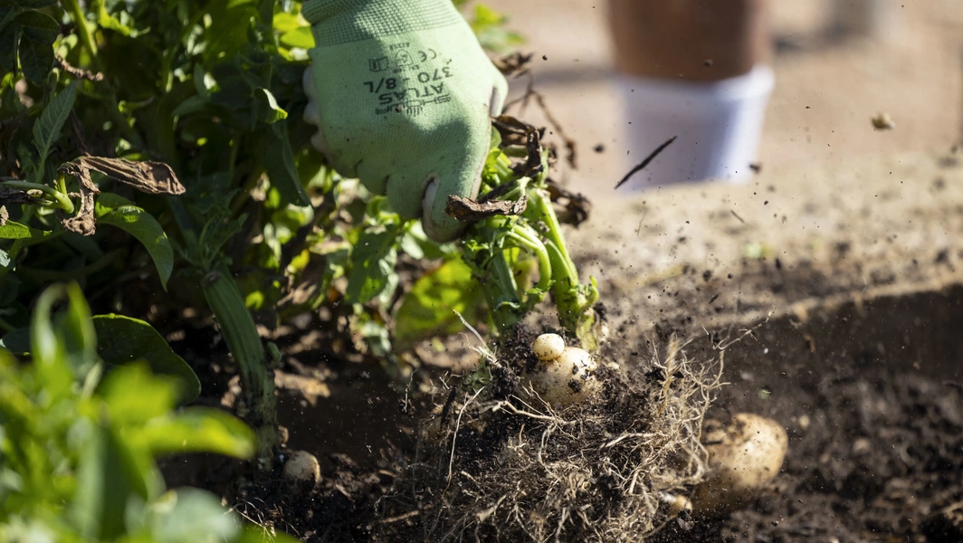 5 essential survival crops for self-sufficient gardens
