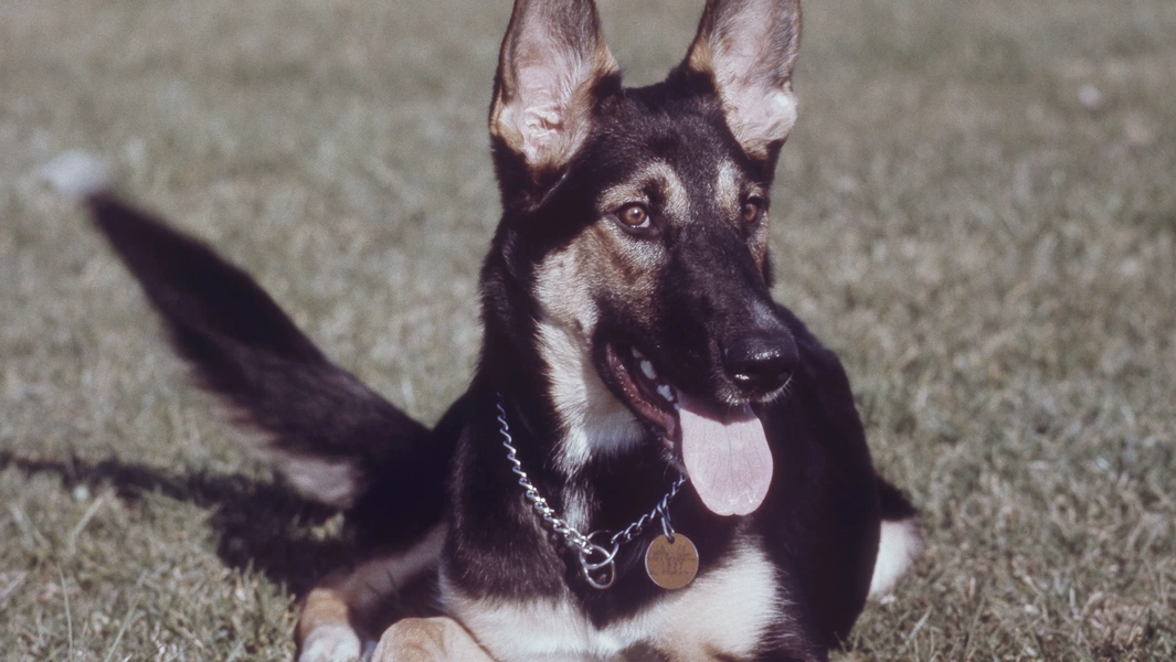 15 dog breeds known for lifelong loyalty