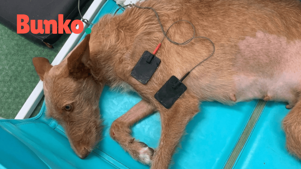 Avellana: The paralyzed dog abandoned by her owner who defied the odds ...