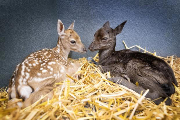 Plea issued to dog owners after deer fawn attacked in south Essex