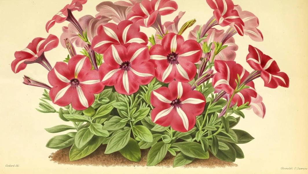 Geums replace petunias as standout at Chelsea Flower Show