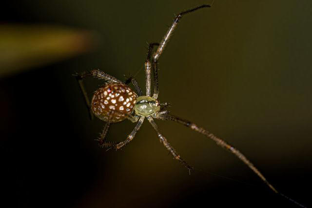 Tiny 'mirror-ball' spiders hide in plain sight with crystal patches ...