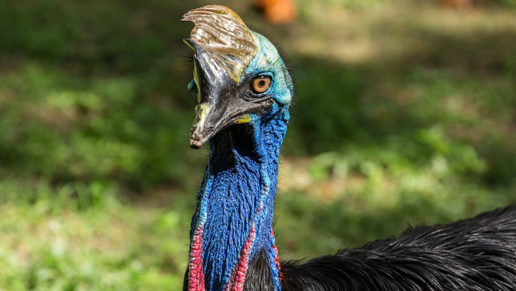 Cassowary facts, behavior, and conservation