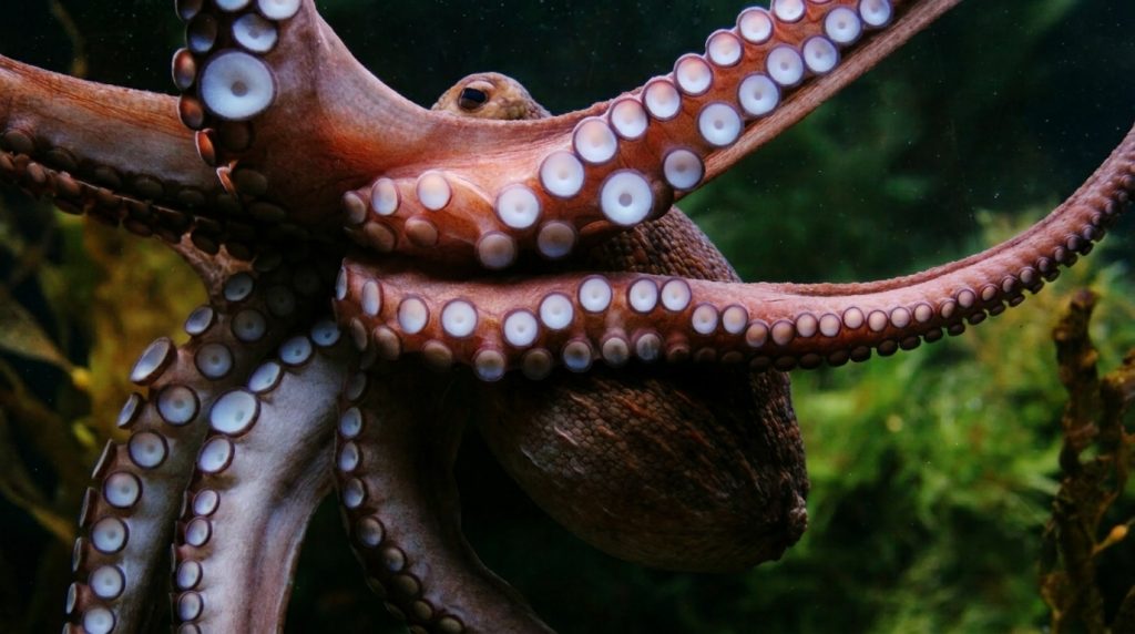 The secret behind an octopus's unusual intelligence may finally have an ...