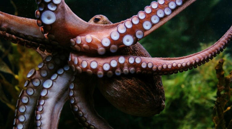 The secret behind an octopus's unusual intelligence may finally have an ...