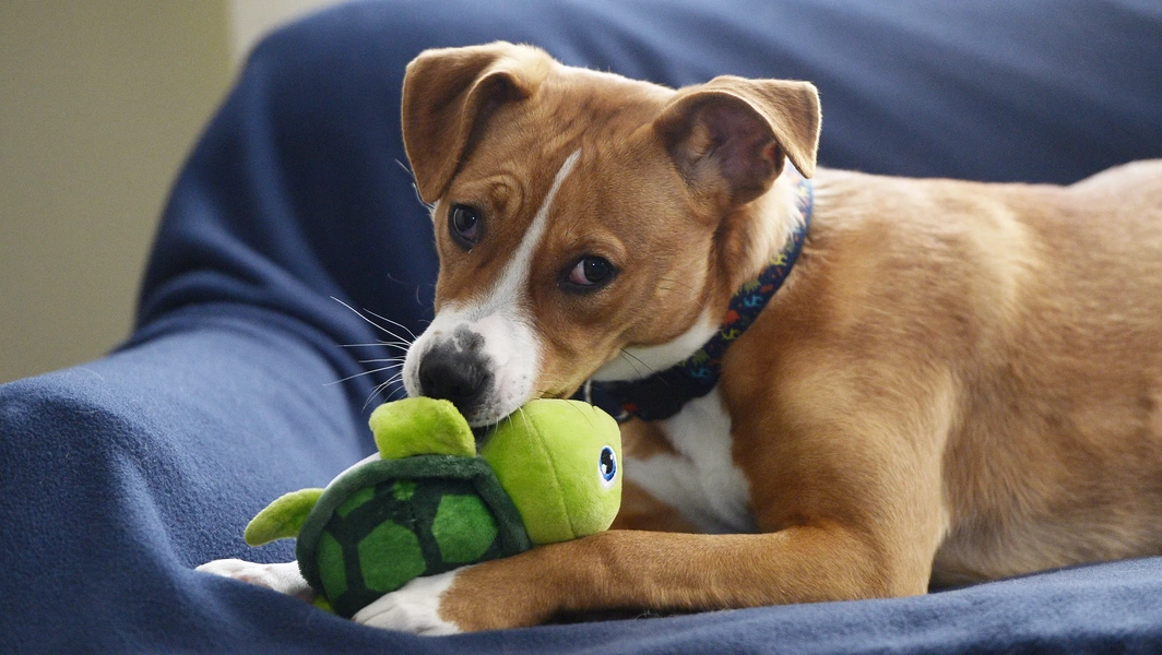 18 signs your dog may be showing dominance