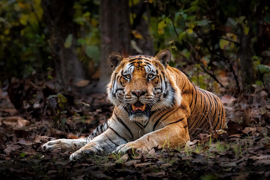 Herbivores are tastier than carnivores - here's why, and the rare ...