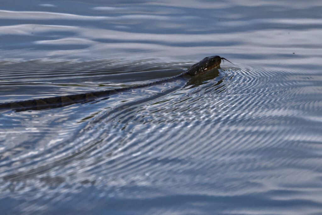 Invasive snakes are swimming to new islands and wiping out rare lizards