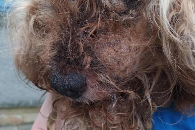 Vet declares 'worst case' as neglected dog put down with owner banned ...