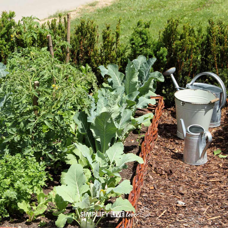 June garden checklist: Everything you should do in your garden this month