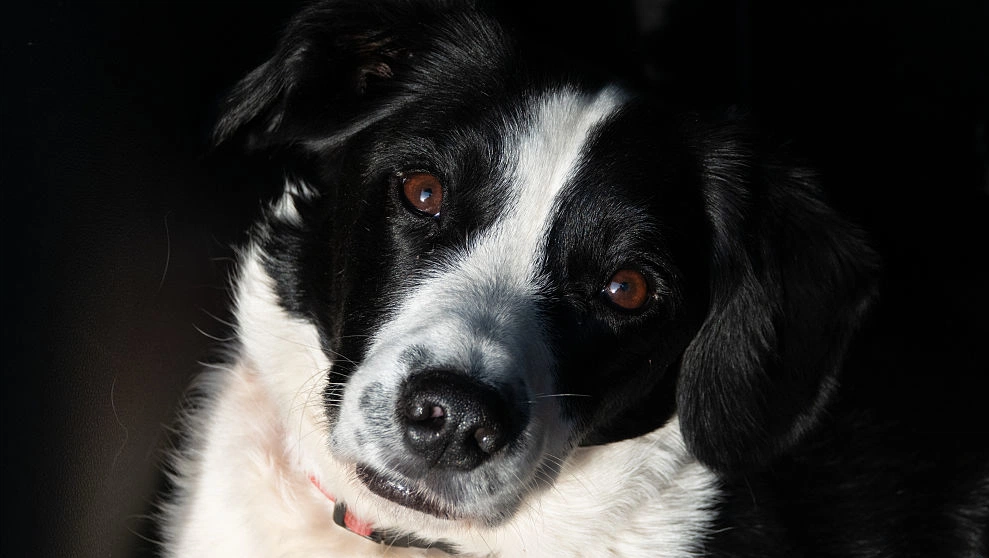 14 dog breeds that struggle when left alone