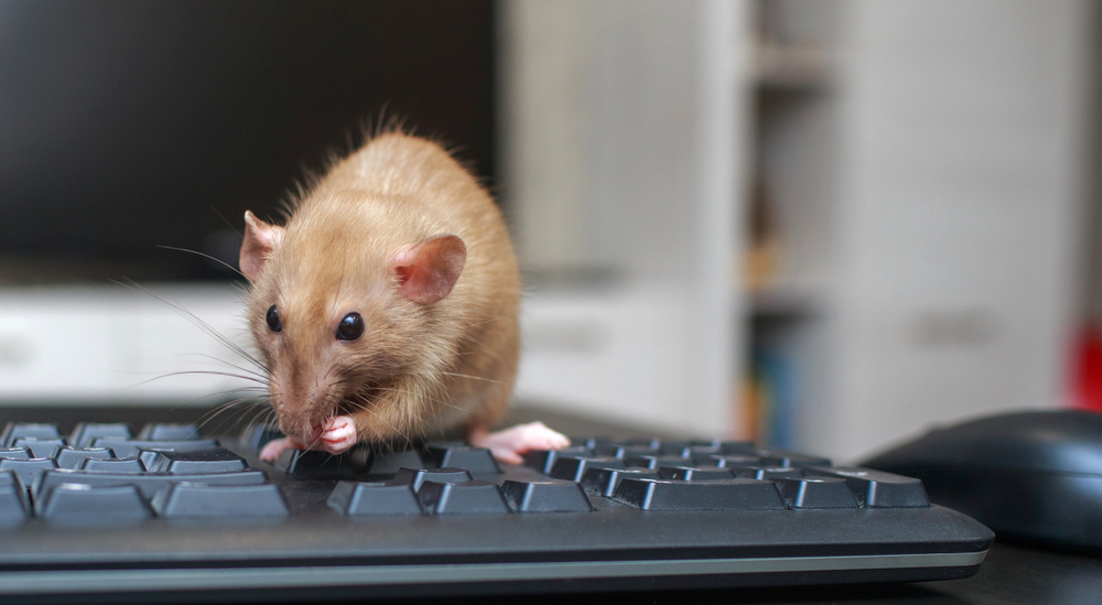 Appalled and disgusted: Rats are falling from the ceiling at the ...