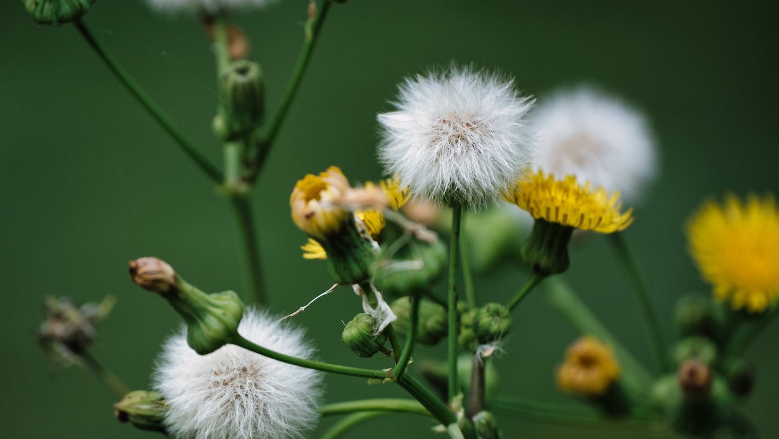 7 clever weed control hacks that go beyond vinegar