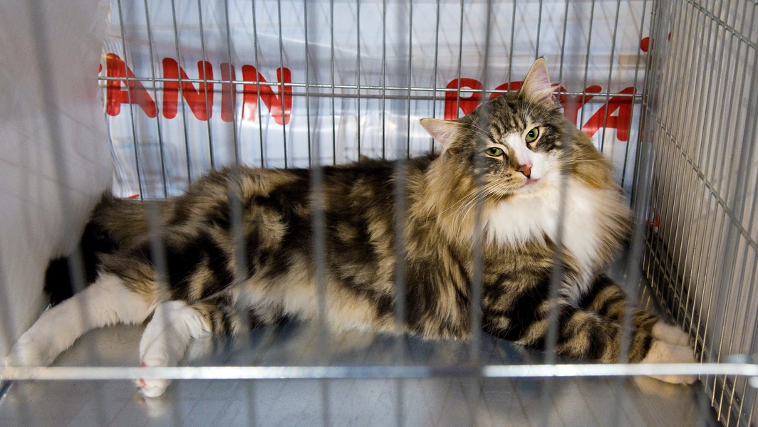 Norwegian forest cats: Traits, history, and adaptability