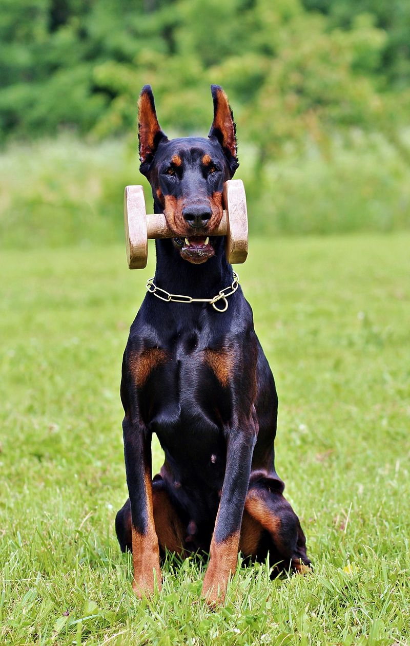 9 bold dog breeds that would follow you anywhere – plus 4 that answer ...