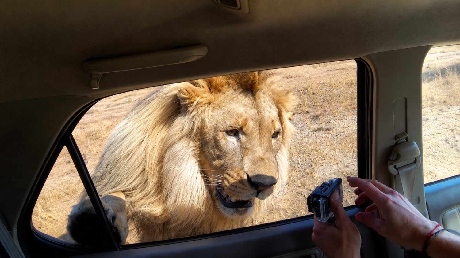 A lion broke the window during safari