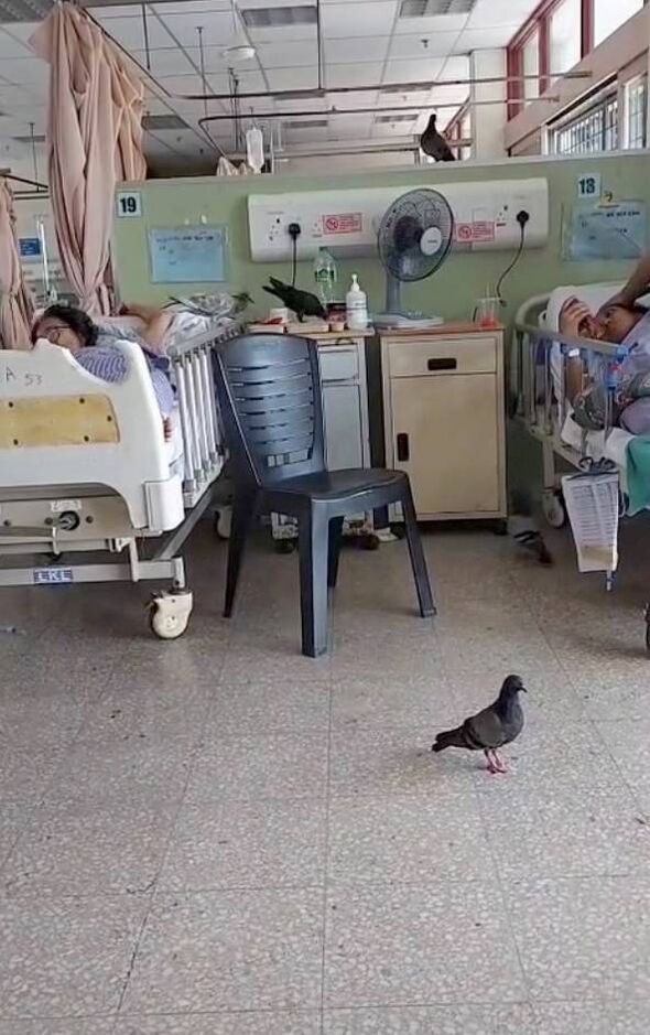 Horror as pigeons and crows caught eating patients' food and pooping in ...