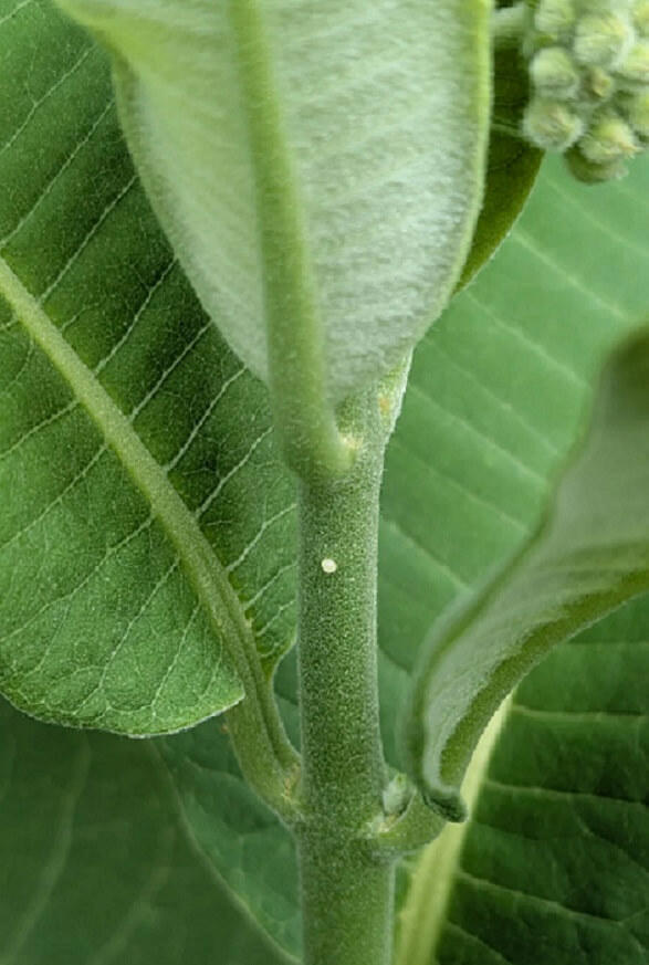 Three years after planting milkweed from a park seed pod, gardener ...