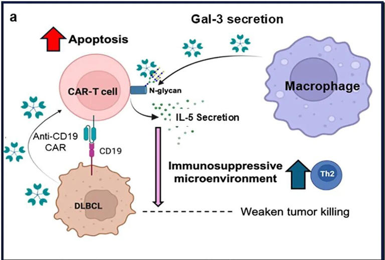 Sugar-coated CAR-T cells survive longer and shrink lymphoma tumors in mice