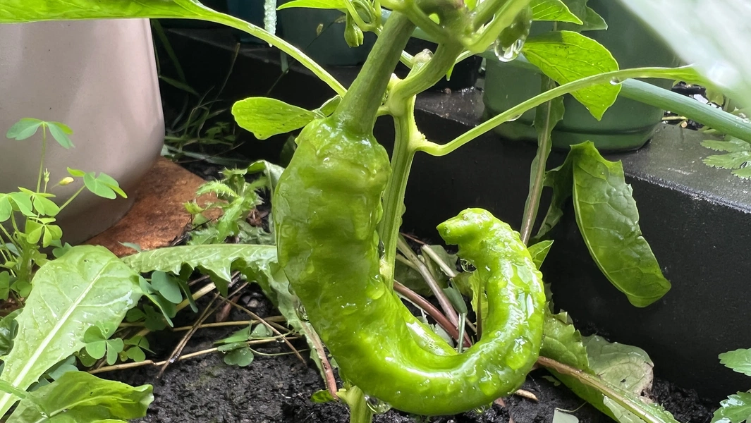 Essential tips for thriving pepper plants