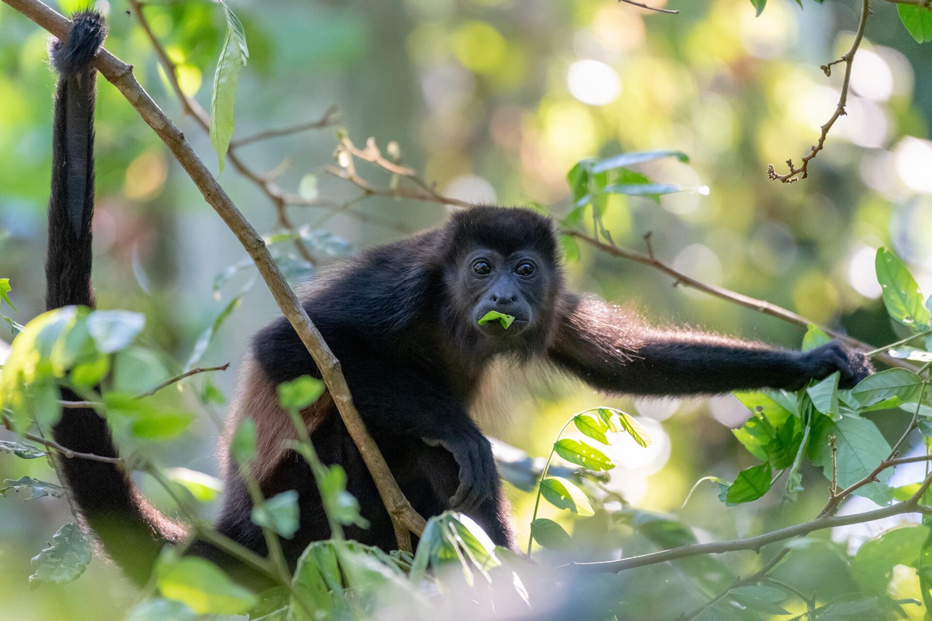 Danger of electrocution: The serious problem facing howler monkeys