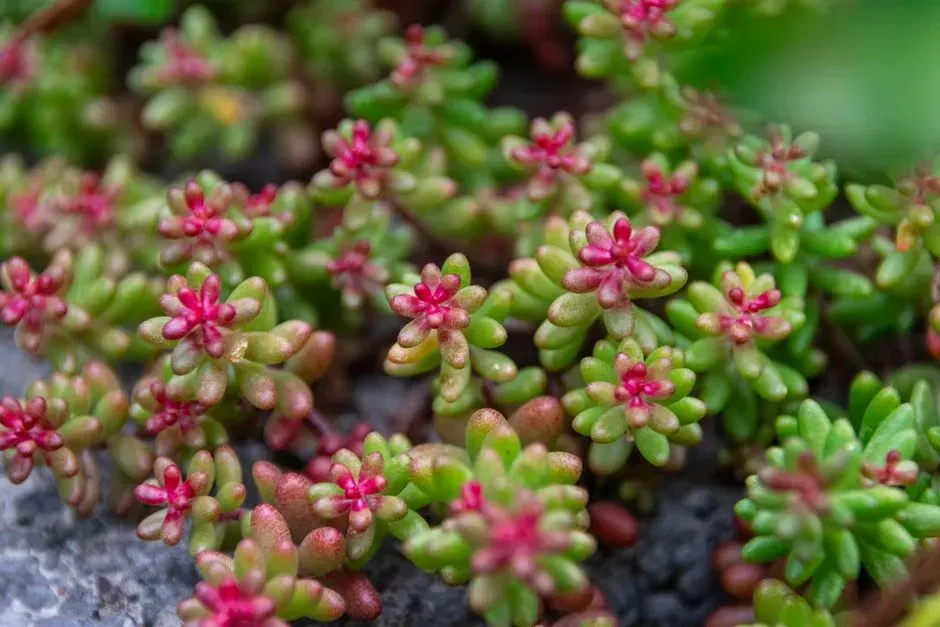 9 low-maintenance garden plants that cost the least to keep looking good