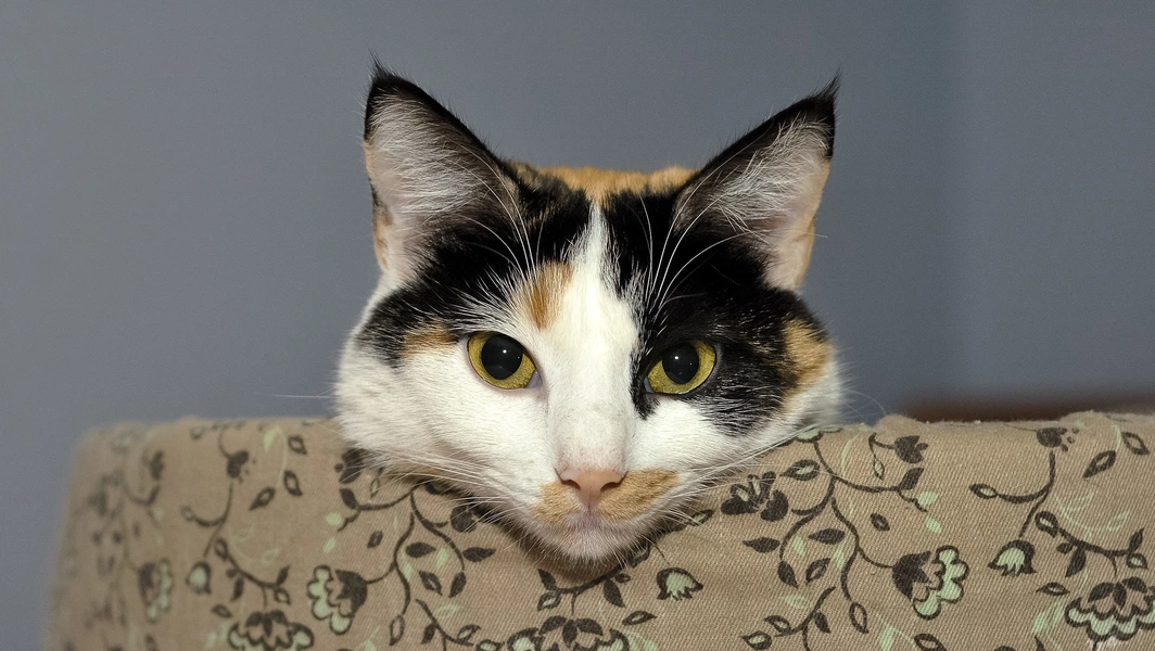 Genetics and rarity of calico cats