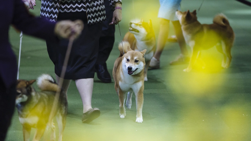14 loyal and independent dog breeds