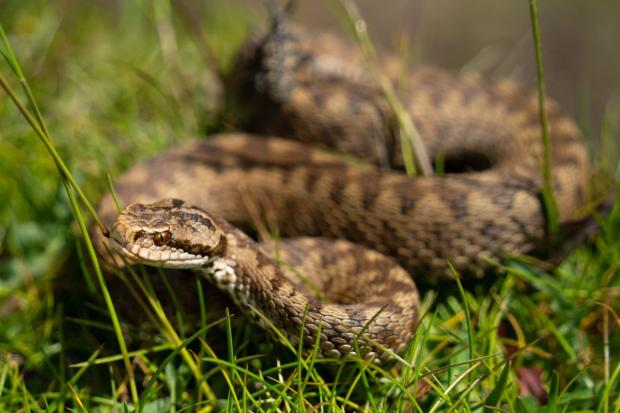 Vets issue warning after multiple dogs bitten by adders