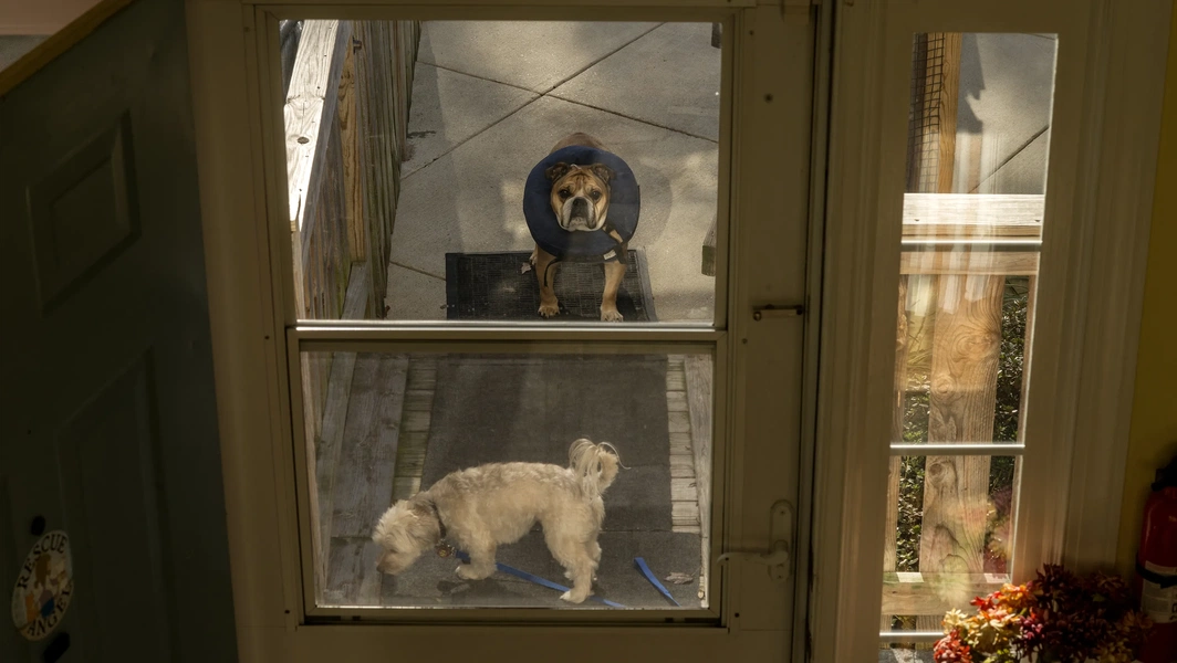 Understanding dogs’ need for connection and space
